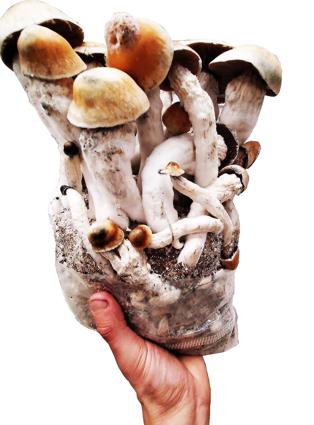 Services We Offer | Mushroom Technology LLC